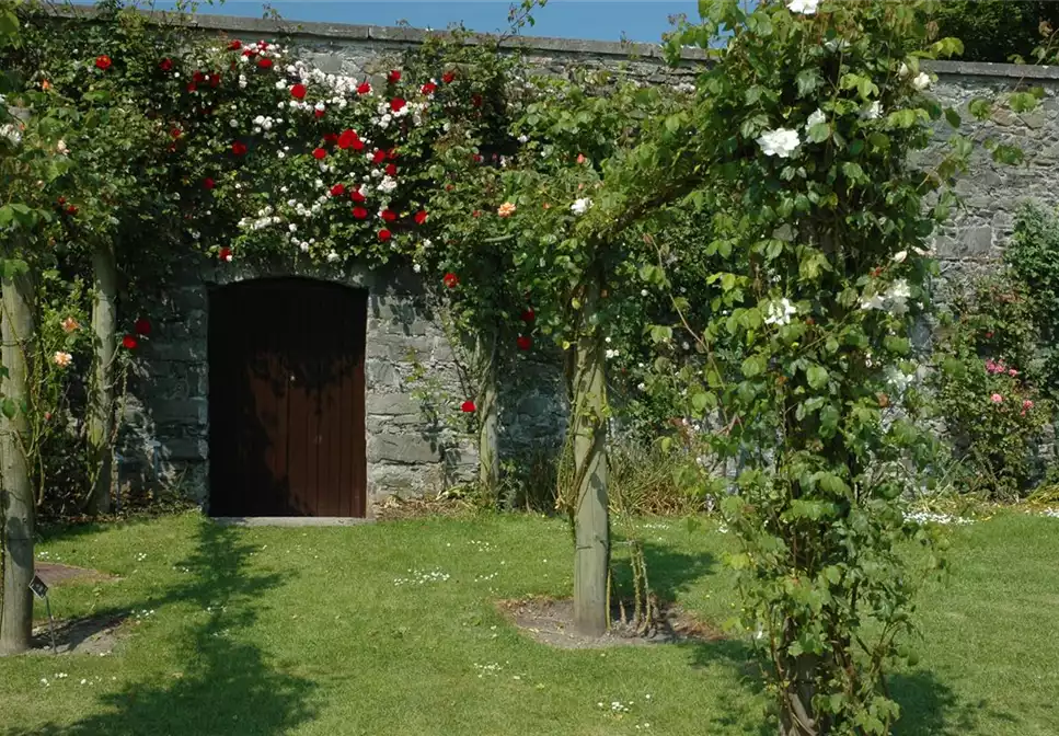 ROSEN FüR DIE RABATTE - Pflanzen Spengler