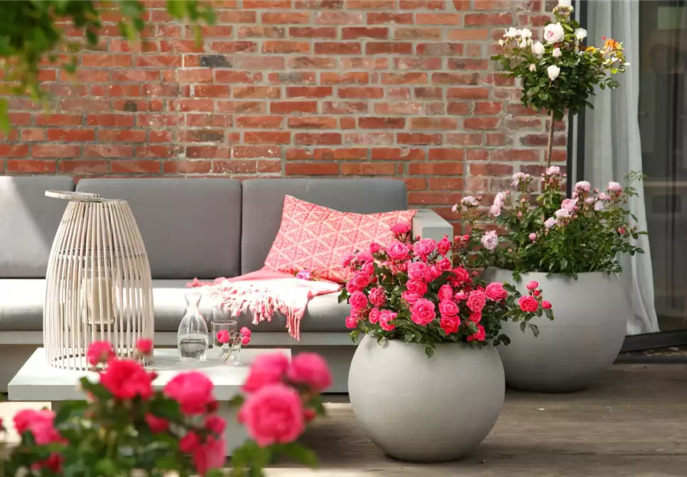 URSPRUNG & MYTHOS DER ROSE - Pflanzen Spengler