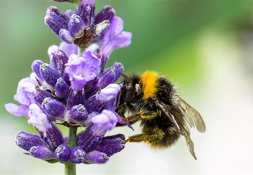 ROSEN & IHRE BEGLEITER! - Pflanzen Spengler